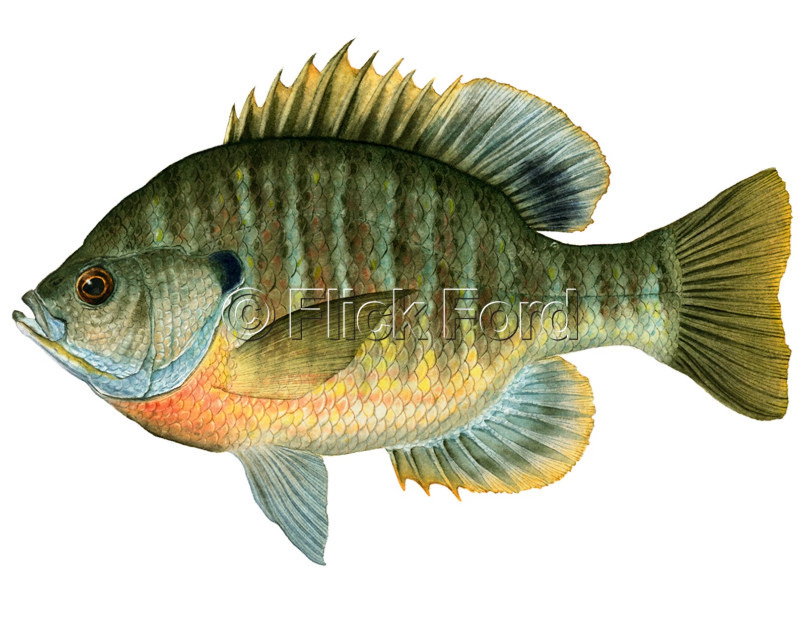 Bluegill Open Edition Print by Flick Ford, Sunfish, Panfish, Natural ...