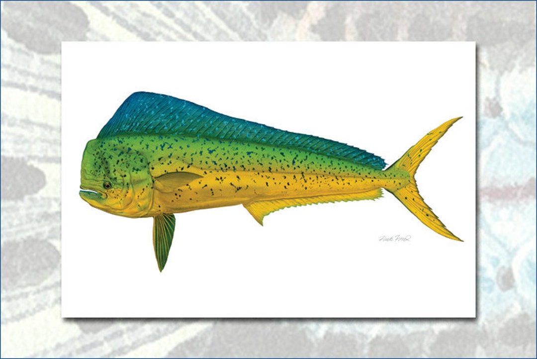 Trophy Dorado Limited Edition Print by Flick Ford, Mahi-mahi ...
