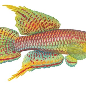 Splendid Killifish Open Edition Print by Flick Ford, Wild Killi ...