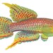 Splendid Killifish Open Edition Print by Flick Ford, Wild Killi ...