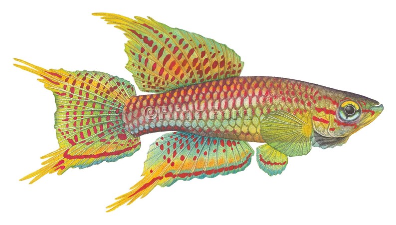Splendid Killifish Open Edition Print by Flick Ford, Wild Killi ...