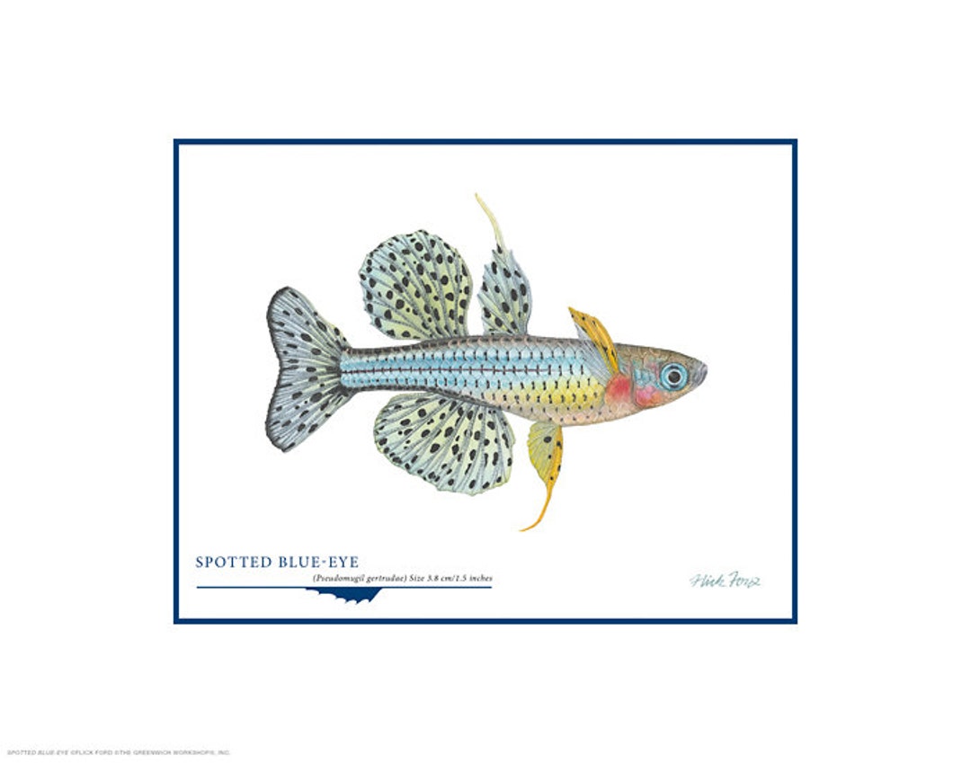 Spotted Blue-eye Open Edition Print by Flick Ford, Australian Tropical ...