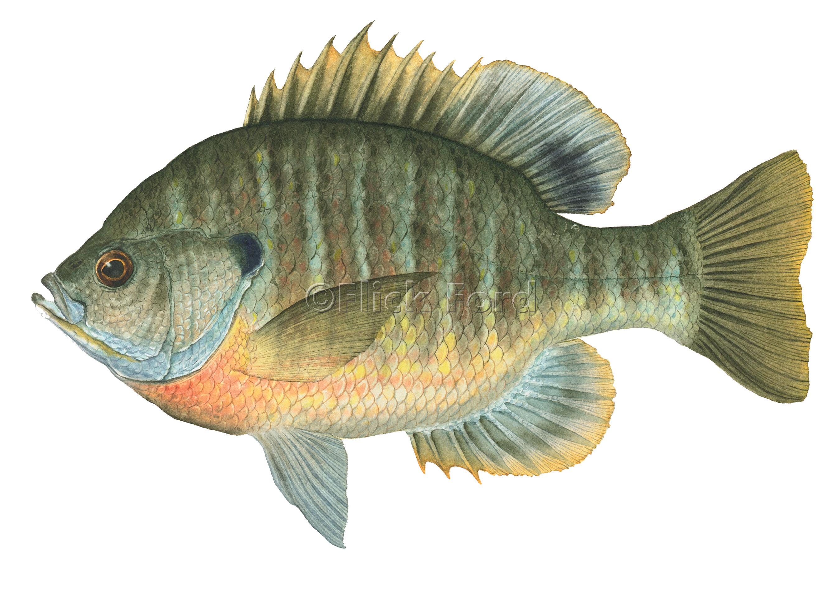 Bluegill Open Edition Print by Flick Ford, Sunfish, Panfish, Natural ...