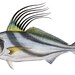 Roosterfish Open Edition Print by Flick Ford, Western Gamefish, Baja ...