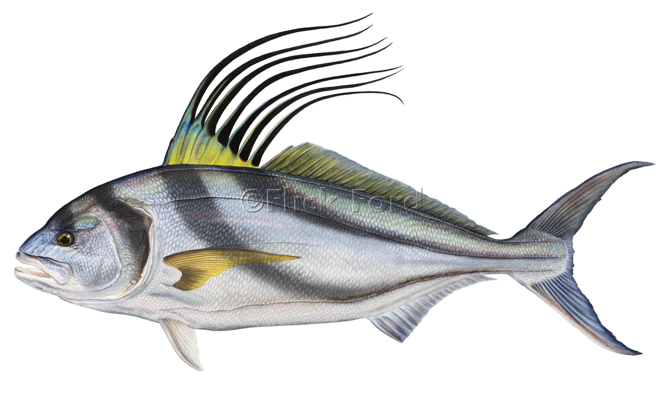 Roosterfish Open Edition Print by Flick Ford, Western Gamefish, Baja ...