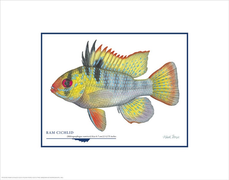 Ram Cichlid Open Edition Print by Flick Ford, South American Dwarf ...