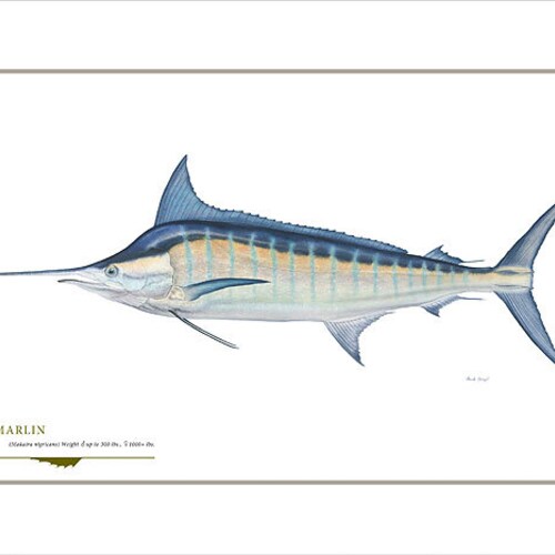 White Marlin Open Edition Print by Flick Ford Billfish - Etsy
