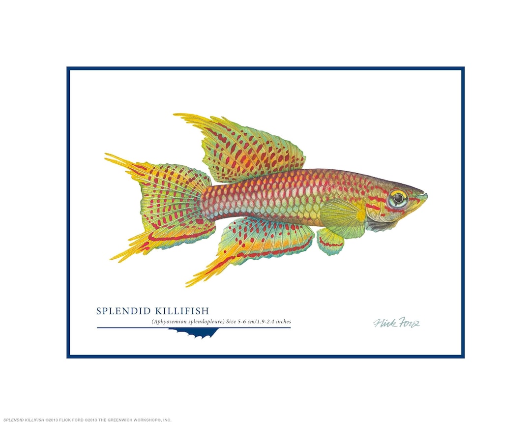 Splendid Killifish Open Edition Print by Flick Ford, Wild Killi ...