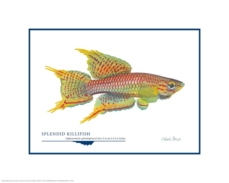 Splendid Killifish Open Edition Print by Flick Ford, Wild Killi ...