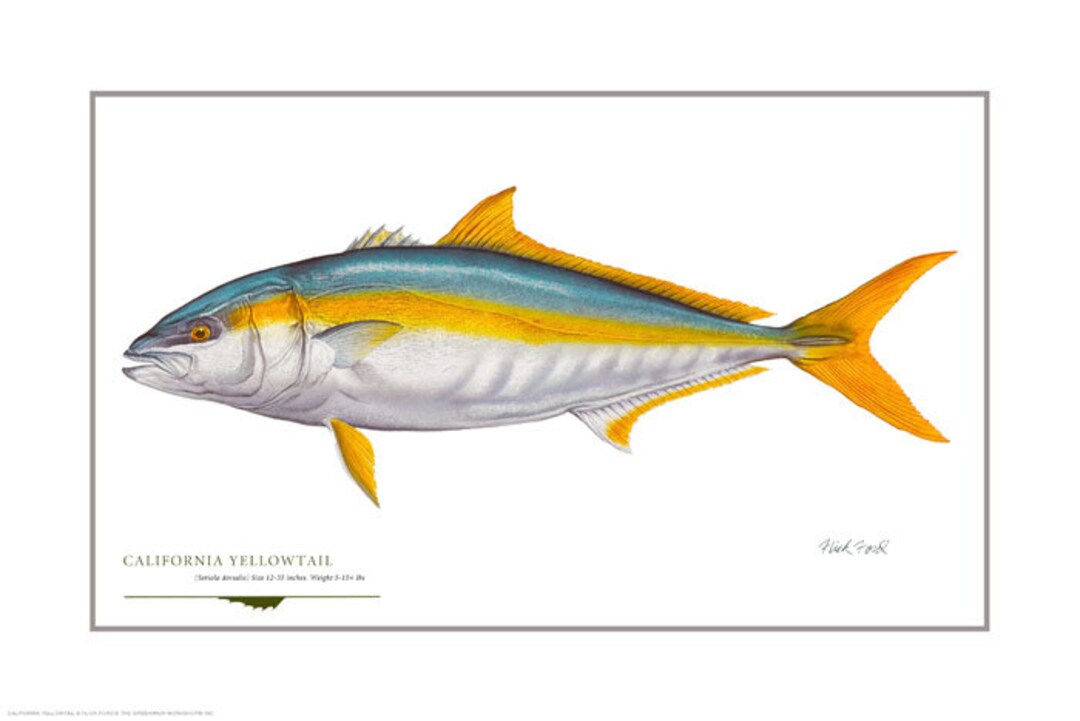 California Yellowtail Open Edition Print by Flick Ford, Western ...