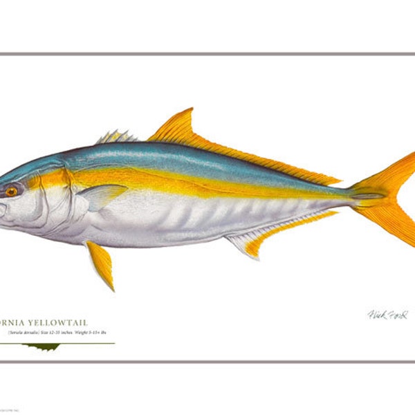 Saltwater Fish Art - Etsy