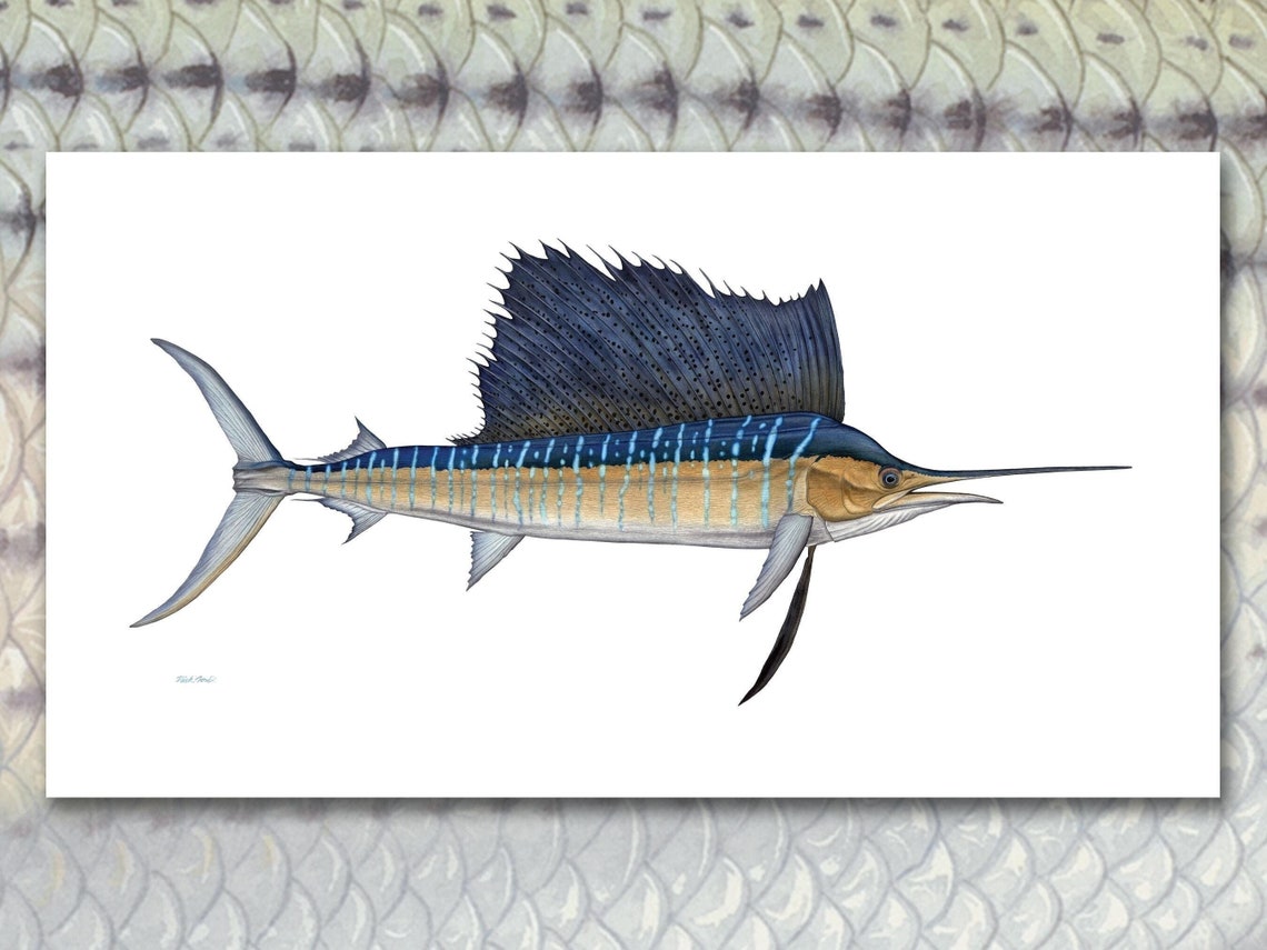 Atlantic Sailfish Masterworks Limited Edition Print on Canvas by Flick ...
