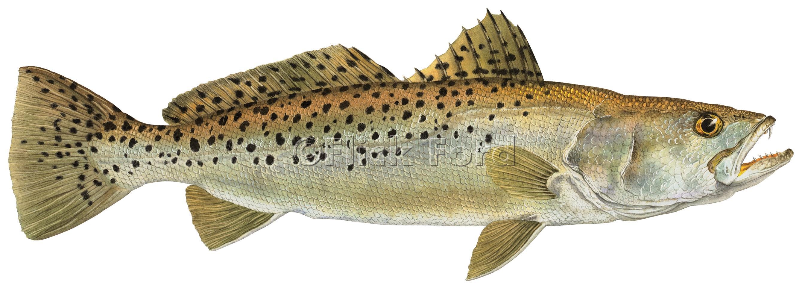 Spotted Seatrout Open Edition Print by Flick Ford, Southern Gamefish ...