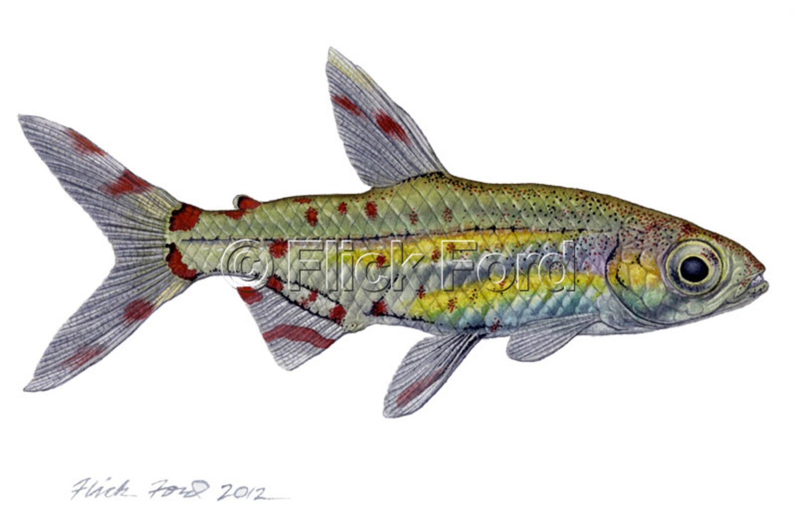 Wild Adonis Tetra, Lepidarchus Adonis Painting by Flick Ford, Wild ...