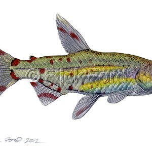 Wild Adonis Tetra, Lepidarchus Adonis Painting by Flick Ford, Wild ...