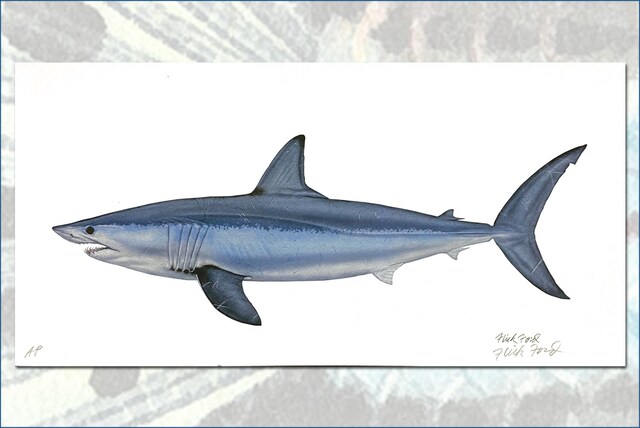 FlickFordFishPrints - Etsy