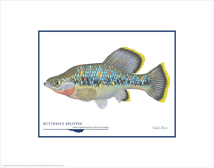 Butterfly Splitfin Open Edition Print by Flick Ford, Livebearer, the ...