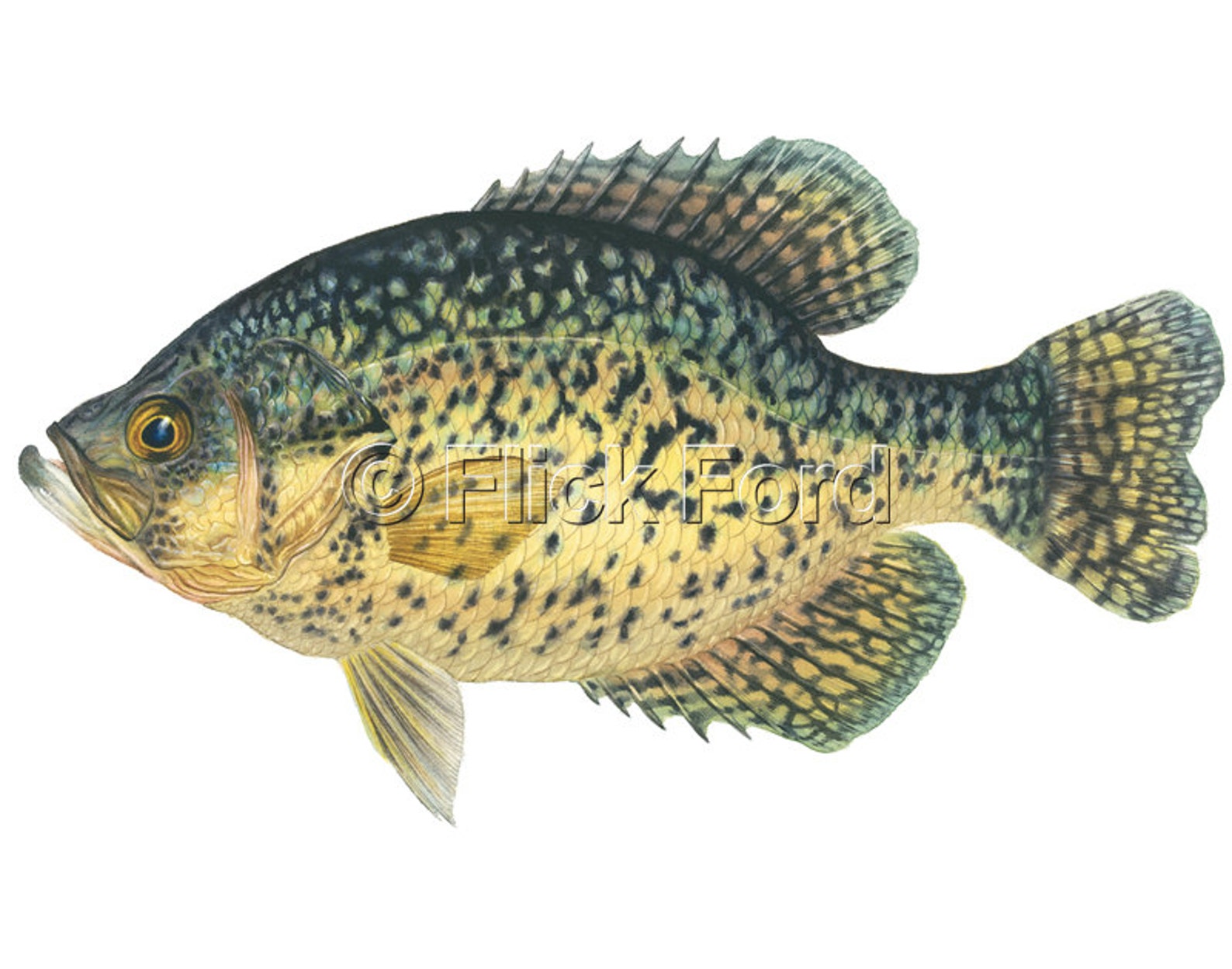 Black Crappie Open Edition Print by Flick Ford, Warm Water Gamefish ...
