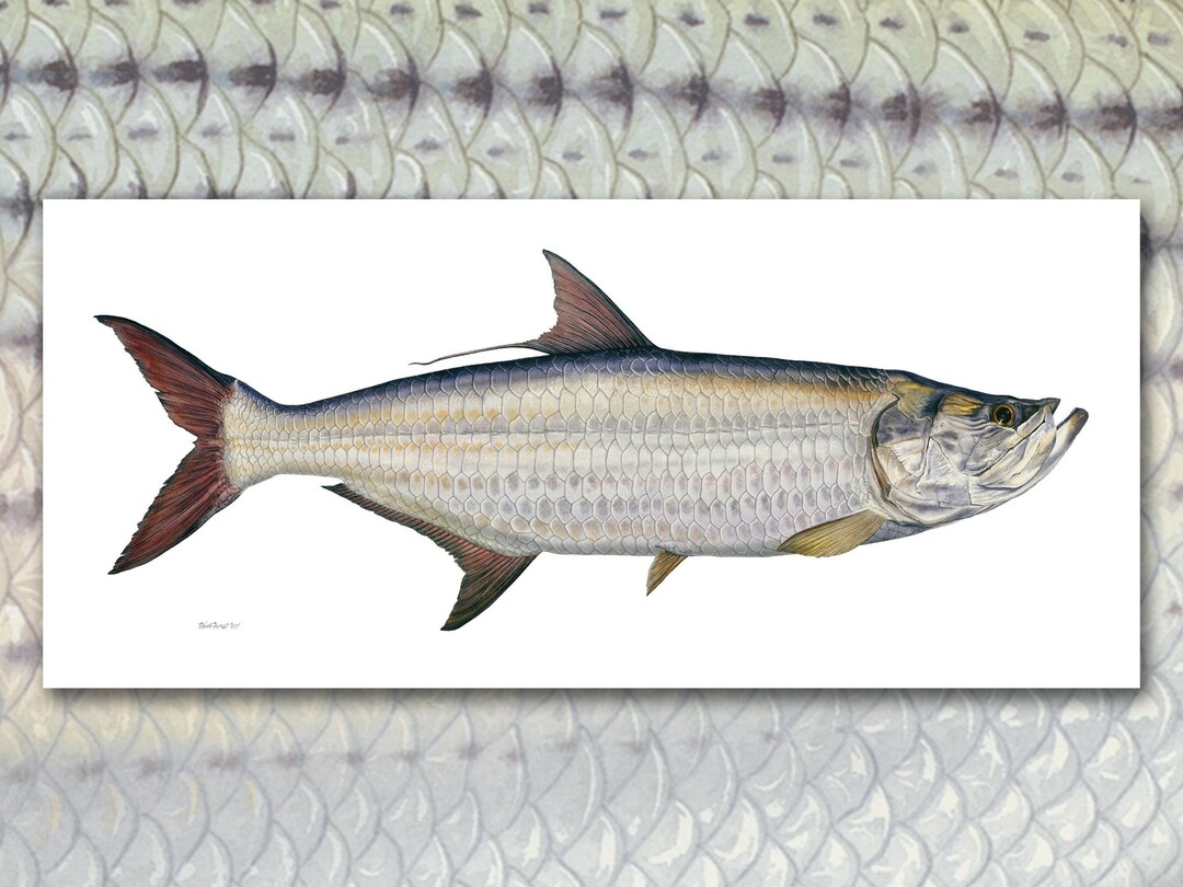 Tarpon Masterworks Limited Edition Print on Canvas by Flick Ford ...