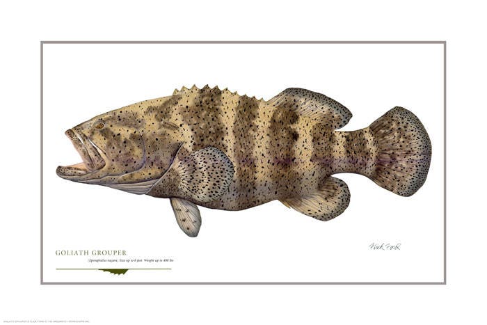Goliath Grouper Open Edition Print by Flick Ford, Southern Gamefish ...