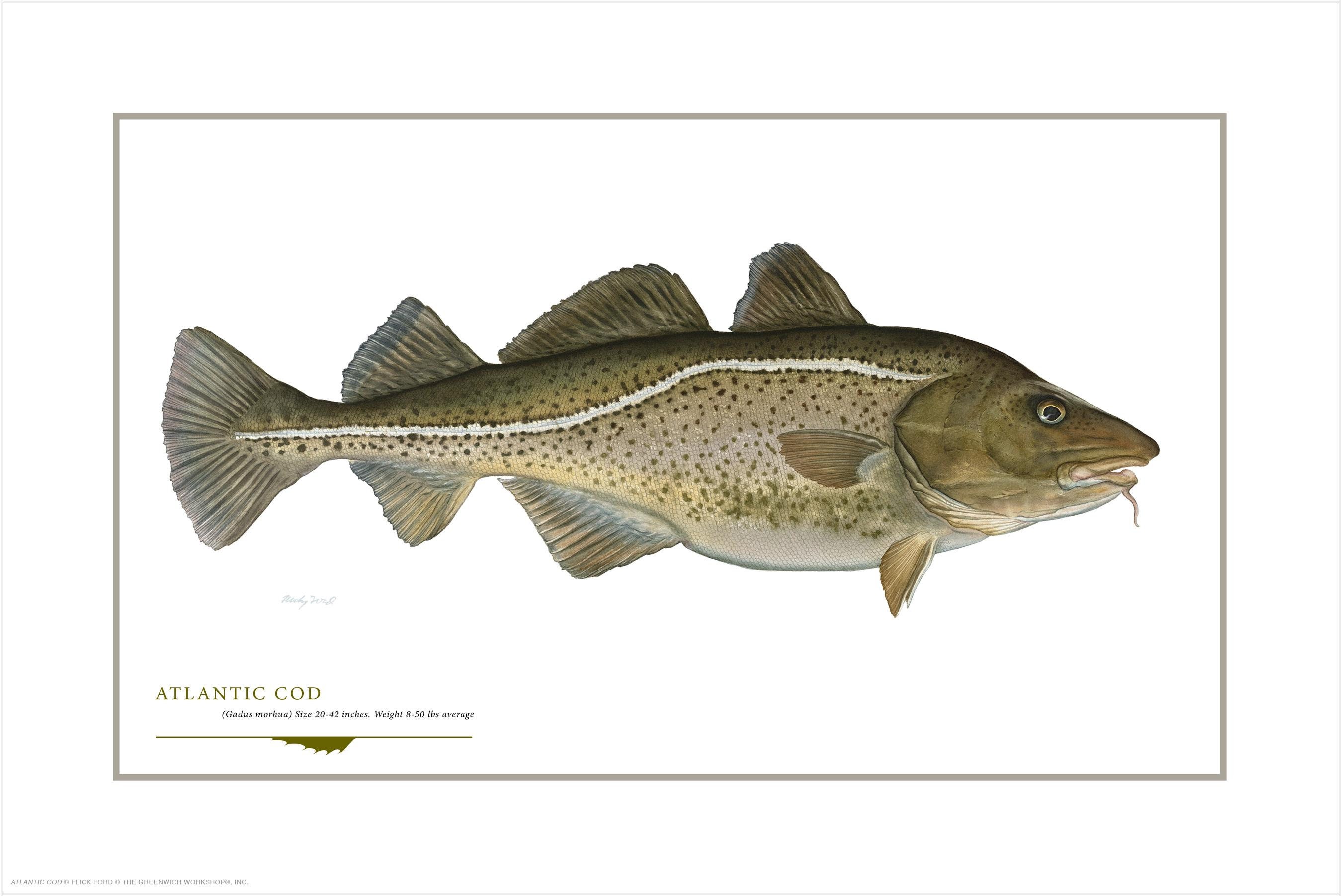 Atlantic Cod Open Edition Print by Flick Ford, Saltwater Food Fish ...