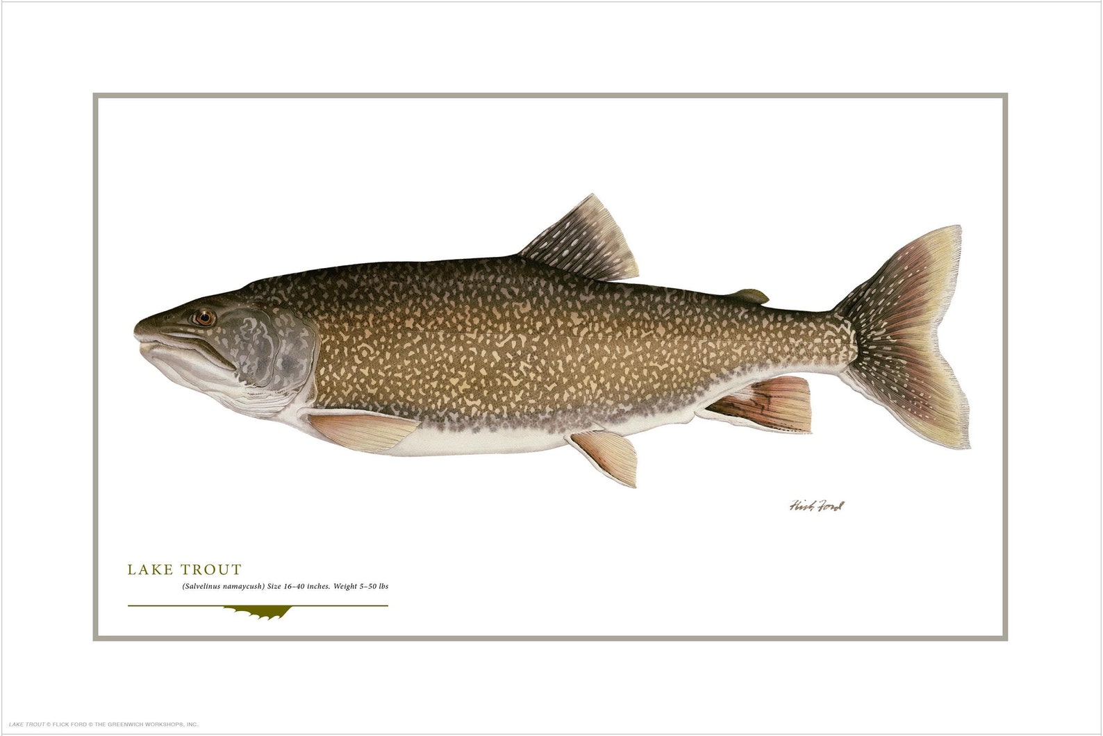Lake Trout Open Edition Print by Flick Ford, Eastern Native Trout ...