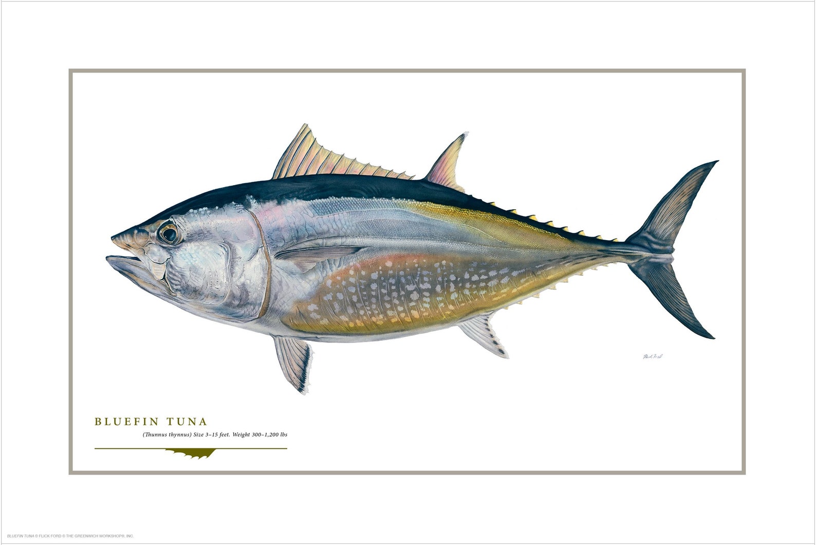 Bluefin Tuna Open Edition Print by Flick Ford, Large Tuna, Saltwater ...