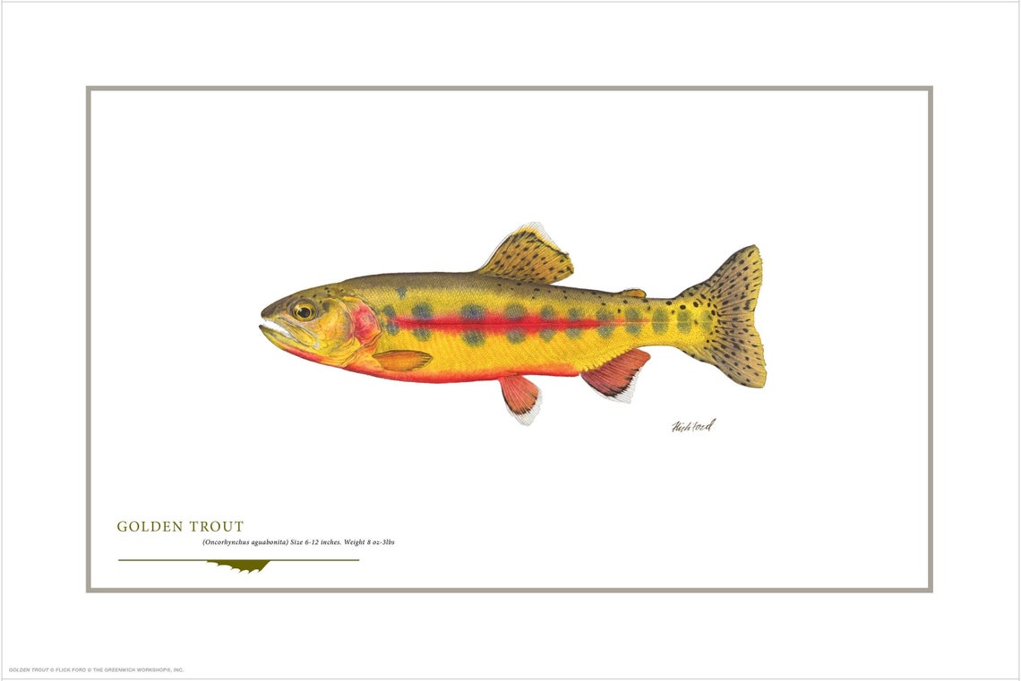 Golden Trout Open Edition Print by Flick Ford, Western Native Trout ...