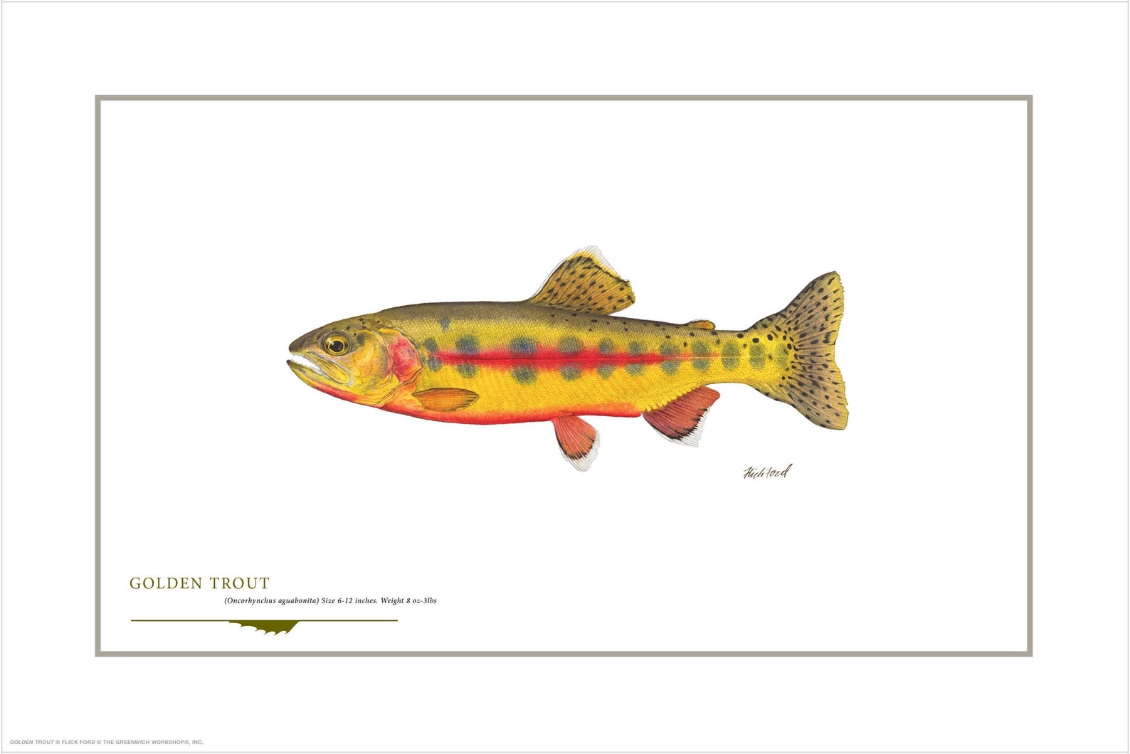 Golden Trout Open Edition Print by Flick Ford, Western Native Trout ...