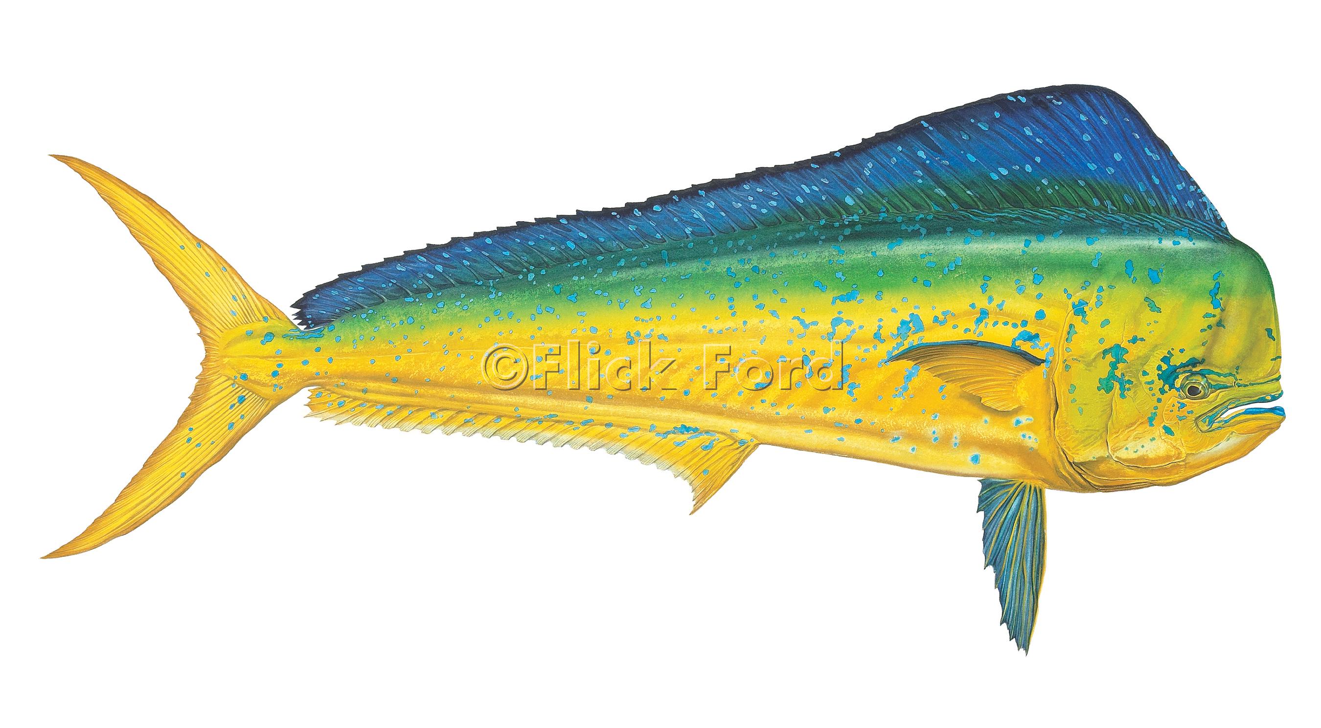 Dorado Open Edition Print by Flick Ford, Southern Gamefish, Saltwater ...