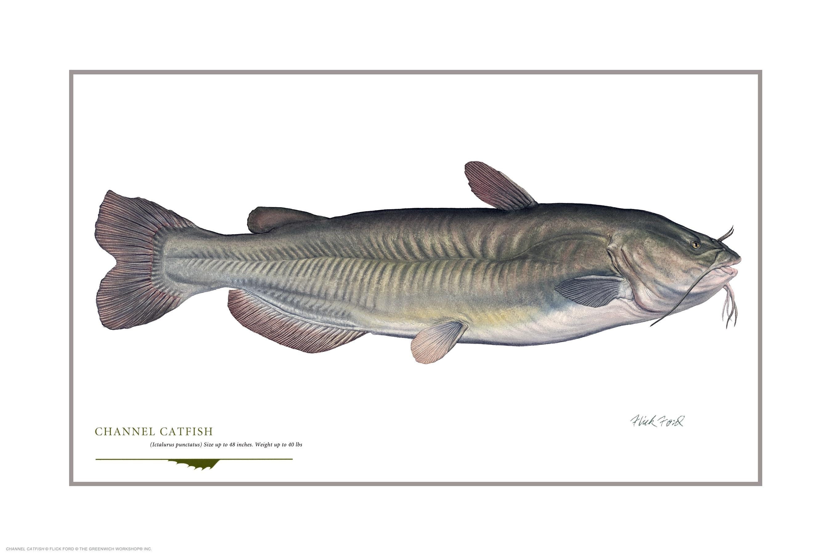 Channel Catfish Open Edition Print by Flick Ford, Warm Water Gamefish ...
