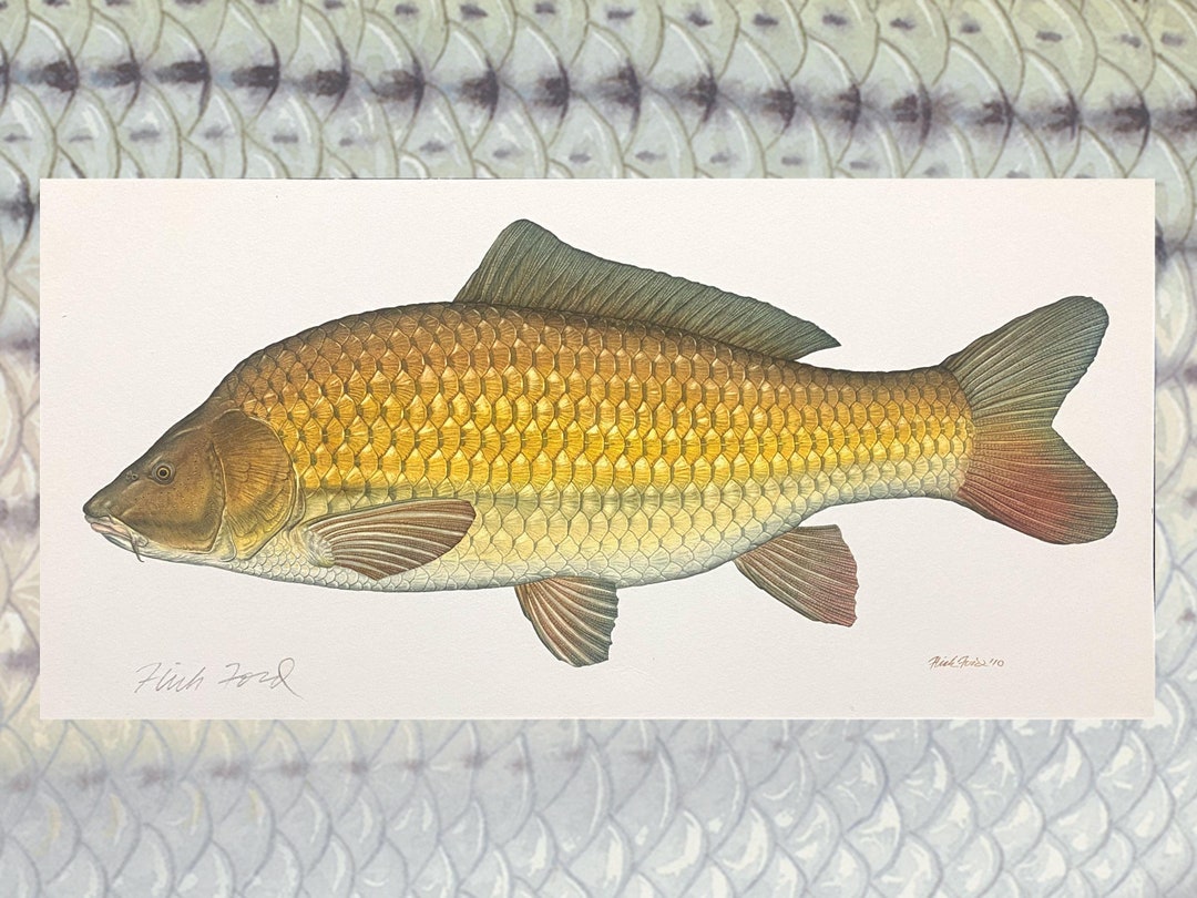 Common Carp Color Proof by Flick Ford, Asia, Europe, Carp, Natural ...