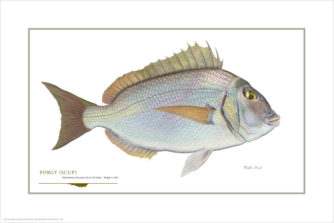 Porgy (scup) Open Edition Print by Flick Ford, Saltwater Food Fish ...