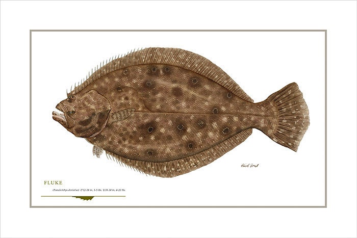 Fluke Open Edition Print by Flick Ford, Saltwater Food Fish, Natural ...