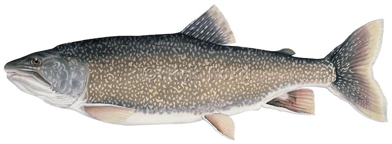 Lake Trout Open Edition Print by Flick Ford, Eastern Native Trout ...