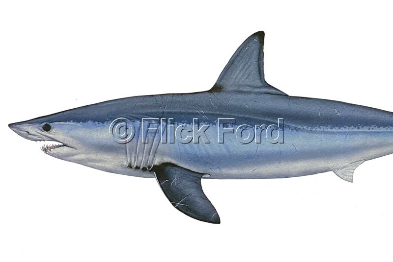 Mako Shark AP artist Proof by Flick Ford, Saltwater Fish, Natural ...