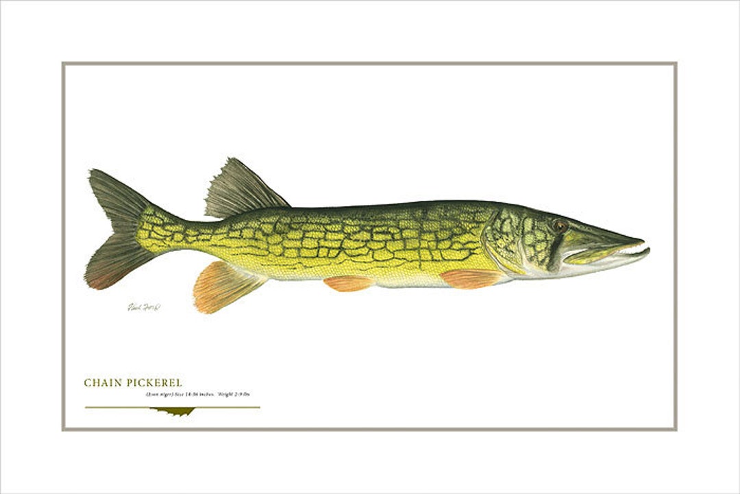 Chain Pickerel Open Edition Print by Flick Ford, Natural History Art ...