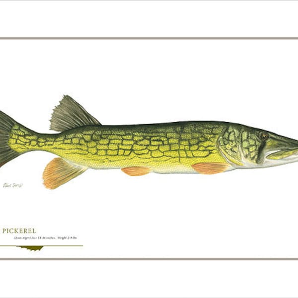 Pickerel - Etsy
