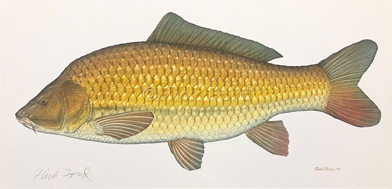 Common Carp Color Proof by Flick Ford, Asia, Europe, Carp, Natural ...