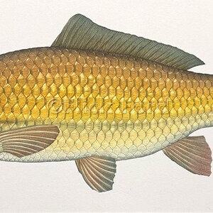 Common Carp Color Proof by Flick Ford, Asia, Europe, Carp, Natural ...