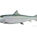 Trophy Bonefish Limited Edition Print by Flick Ford, Trophy Record ...