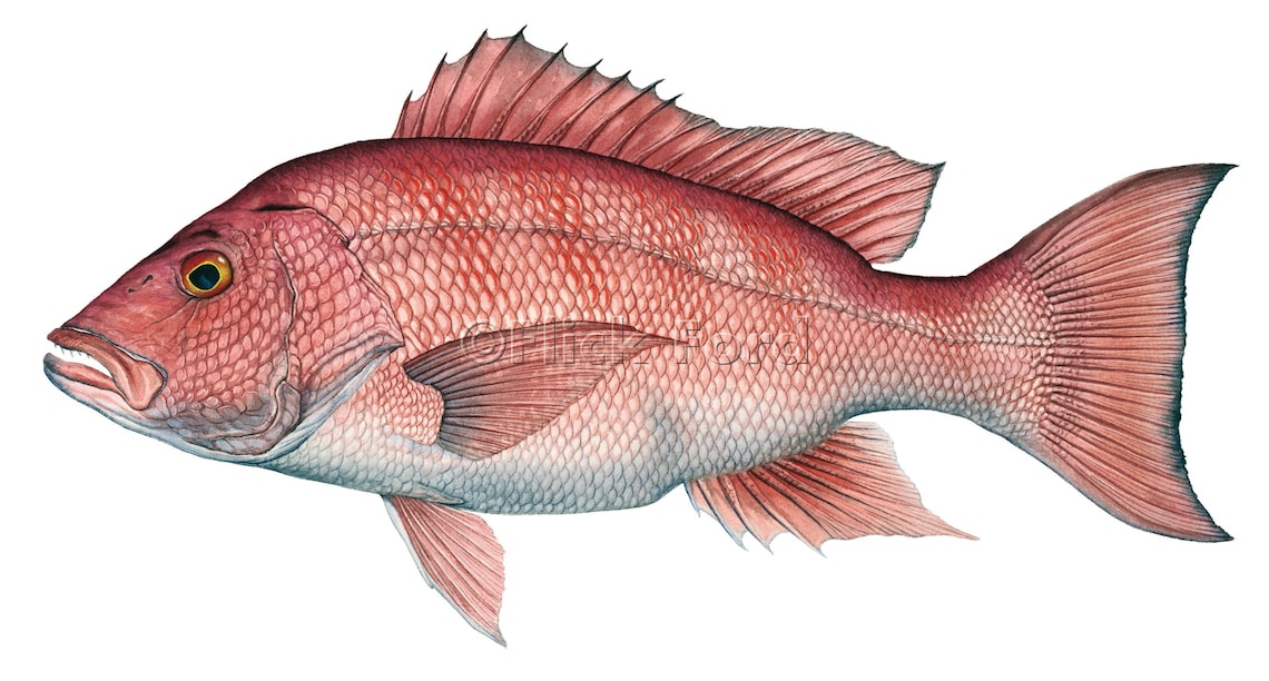 Red Snapper Open Edition Print by Flick Ford, Saltwater Food Fish ...