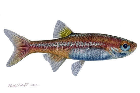 Dwarf Rasbora