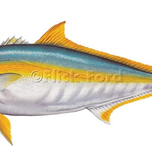 California Yellowtail Open Edition Print by Flick Ford, Western ...