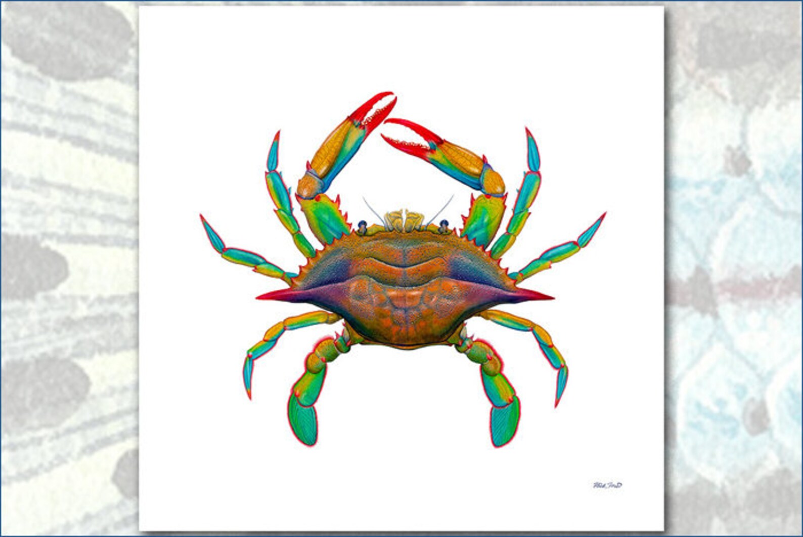 POP ART Maryland Blue Crab by Flick Ford, Natural History Art, Crab ...