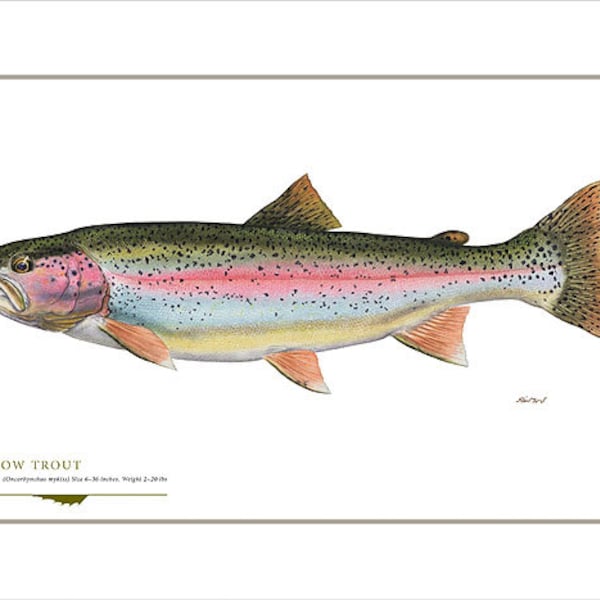 Rainbow Trout Art - Etsy