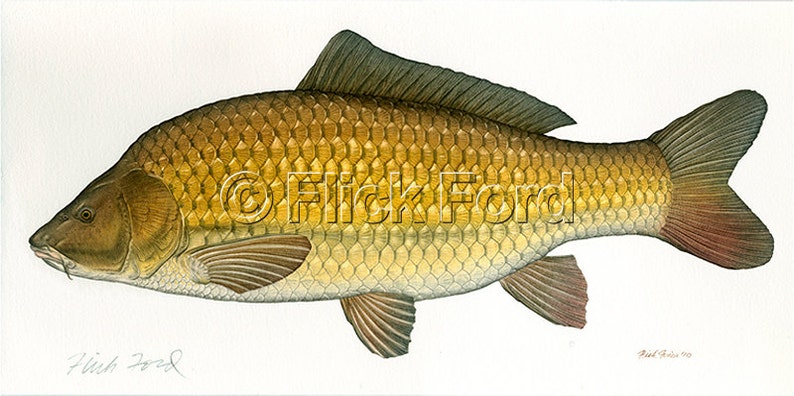 Common Carp Color Proof by Flick Ford Asia Europe Carp - Etsy