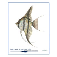 White Marlin Open Edition Print by Flick Ford, Billfish, Saltwater Fish ...