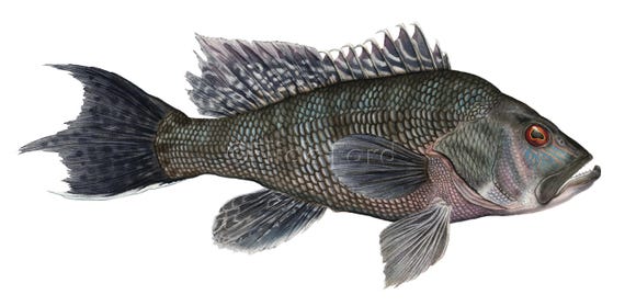 Pez Lubina Negra En El Agua Es Normal Este Color Para La Lubina Negra?