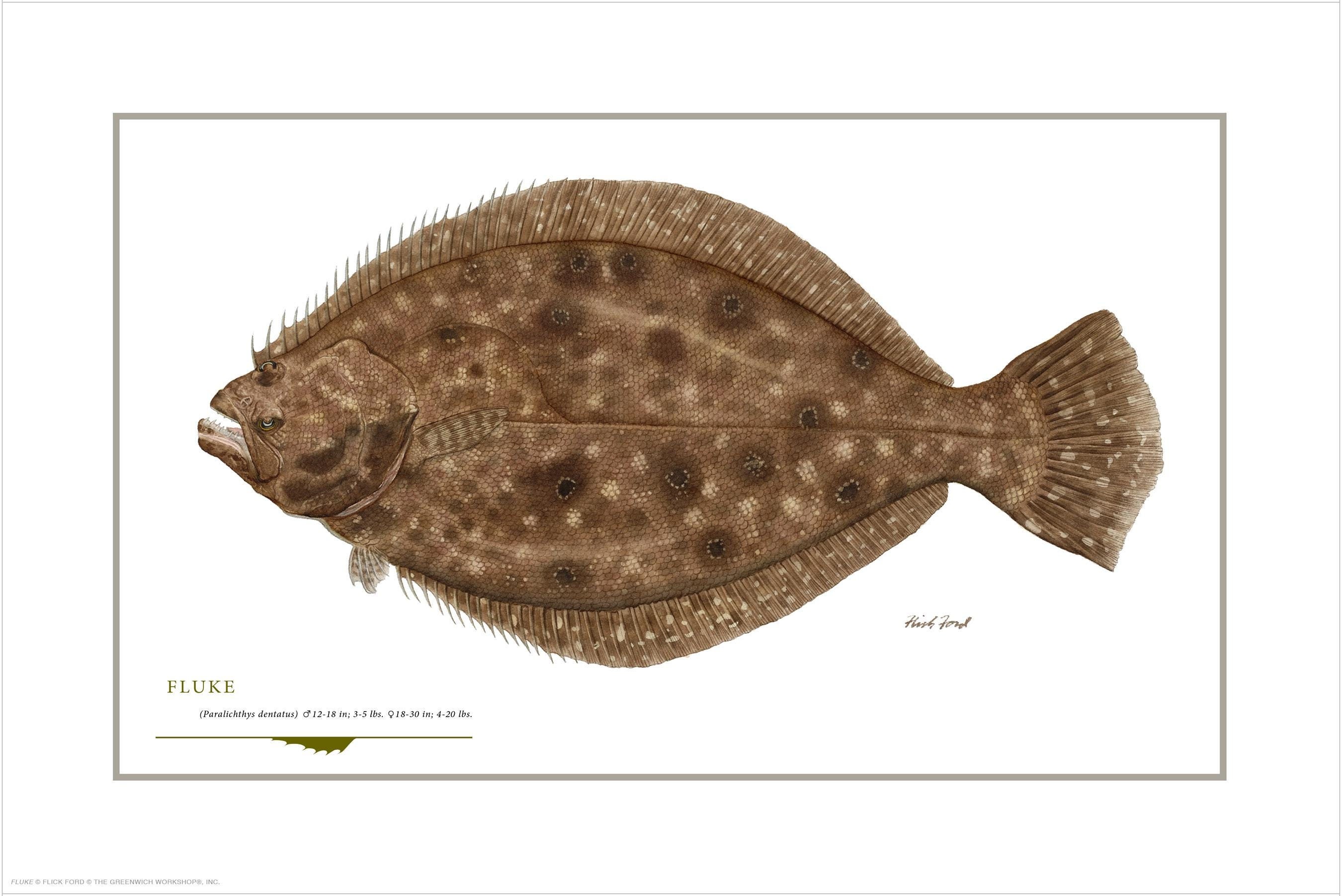 Fluke Open Edition Print by Flick Ford, Saltwater Food Fish, Natural ...